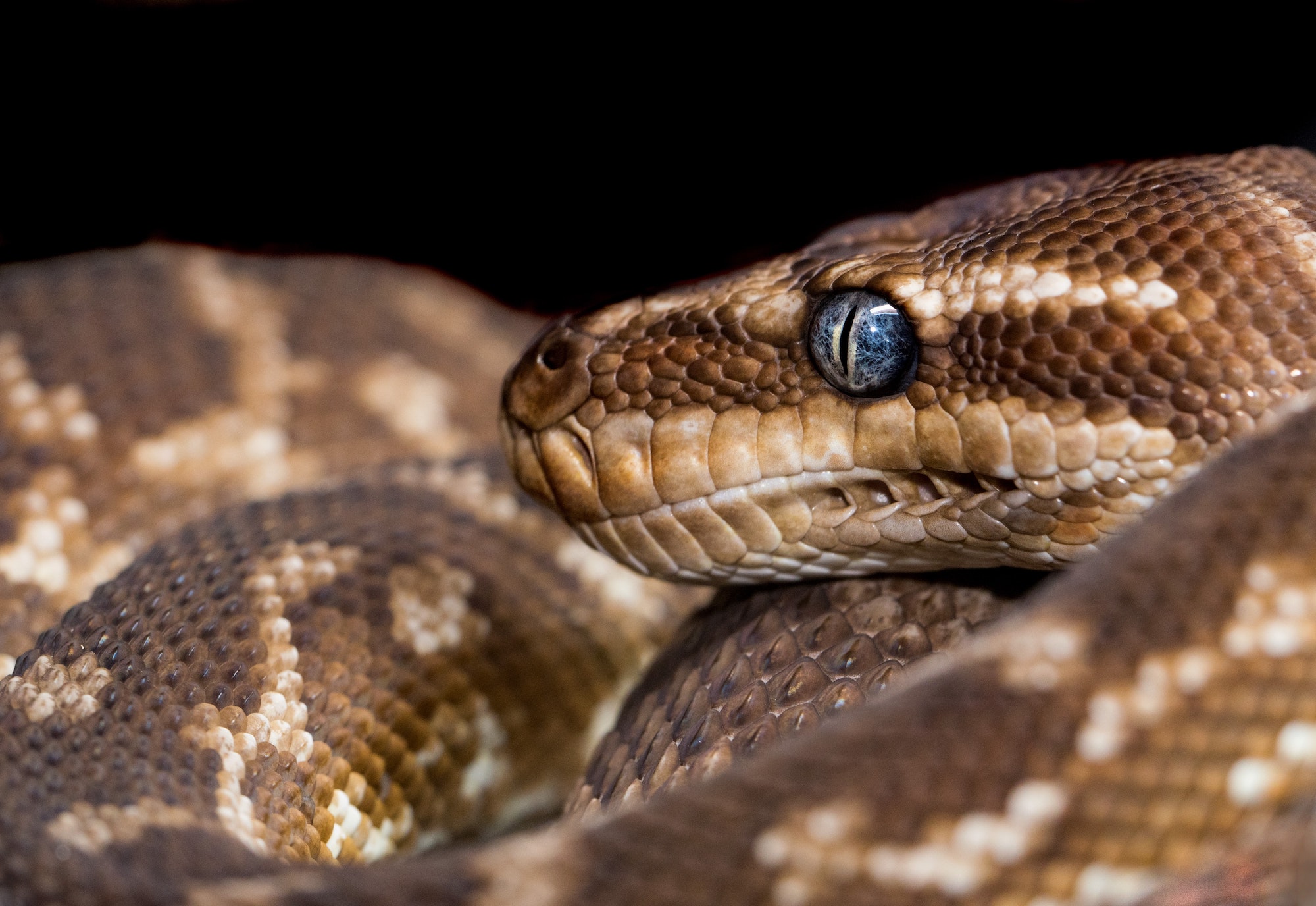 Python Lists Dicts And Functions For JavaScript Engineers Stuart Dotson